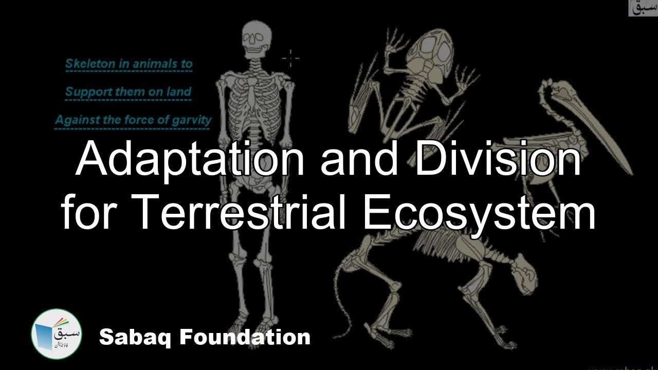 Adaptation and Division for Terrestrial Ecosystem, Biology Lecture ...