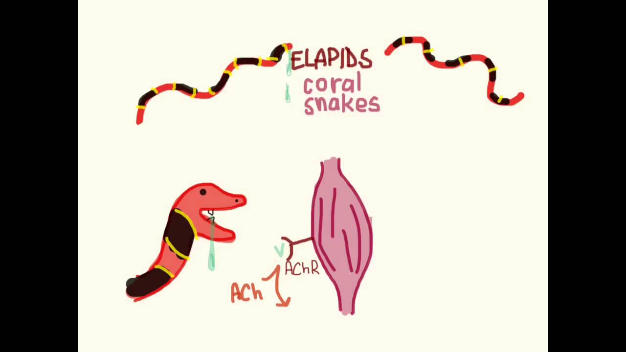 Elapid Bites - YouTube
