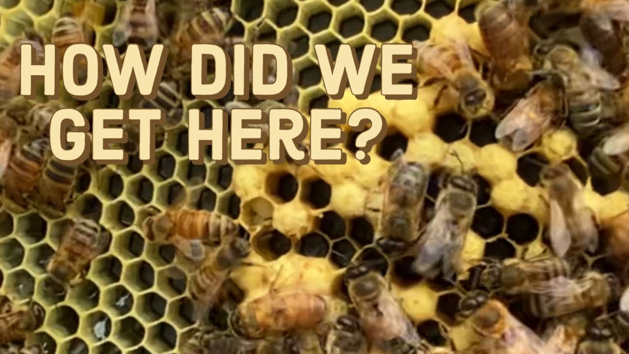 What A Drone Laying Queen Will Do To Your Hive - YouTube