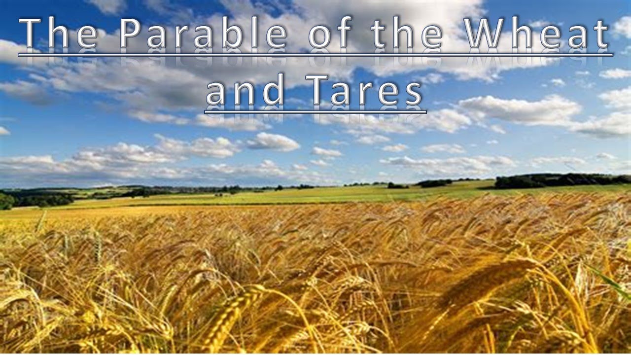 The Parable of the Wheat and Tares---Matthew 13:24 - Matthew 13:24 ...