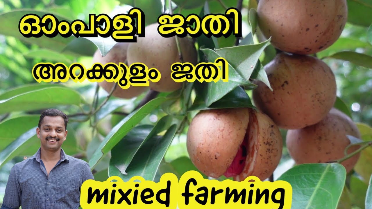ompali jathi #arakulam jathi #lowrange jathi #intercoping nutmeg #mixed ...