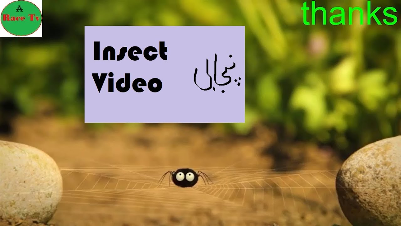 MINUSCULE Movie CLIPS # 3 Animation Movie HD - YouTube