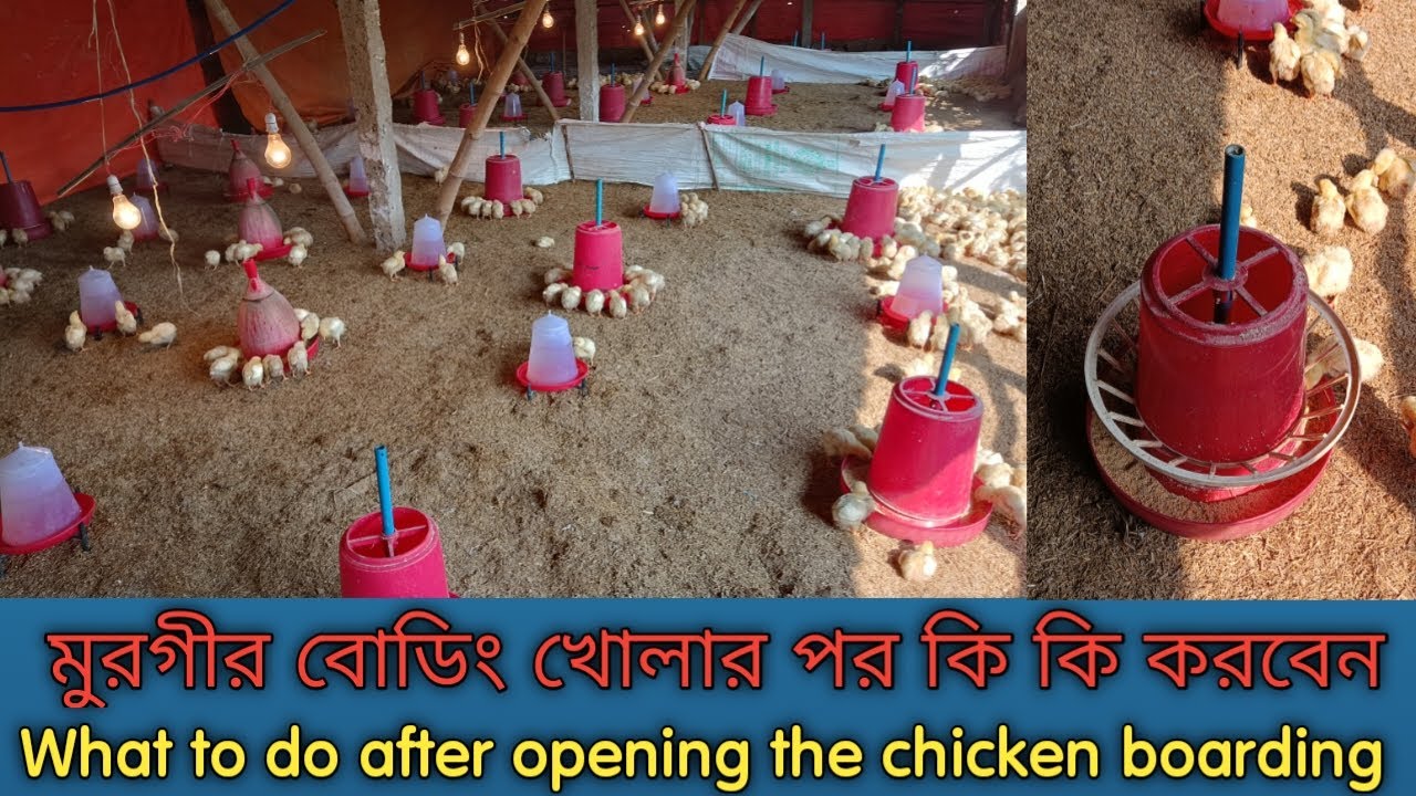 Murgi boding kholar por ki ki korbe/ murgi/ chicken/ poultry/ boiler ...