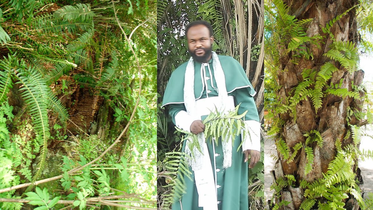 Attract abundance and become wealthy with Aya (ferns) - YouTube