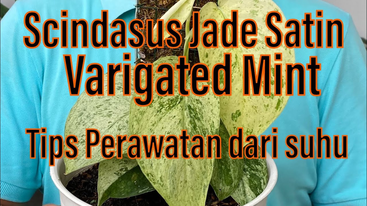 Tips Perawatan Scindapsus Jade Satin Varigated Mint - YouTube