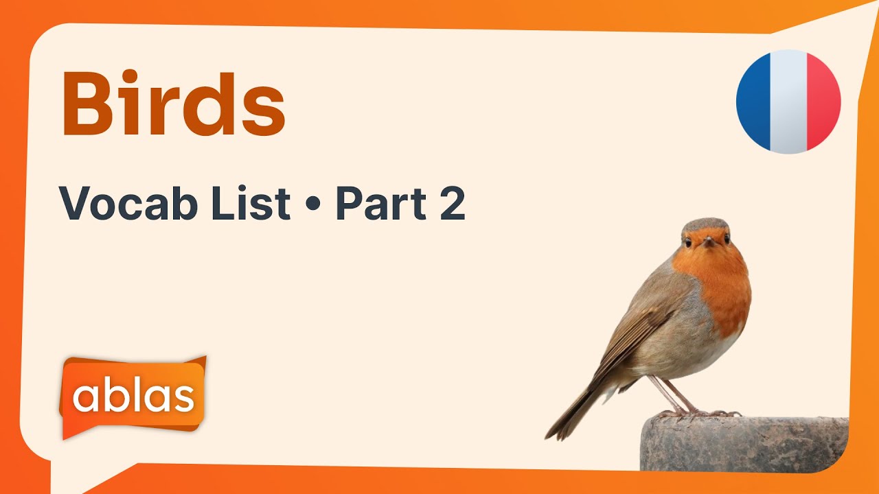Birds | French Vocabulary List (Part 2) - YouTube