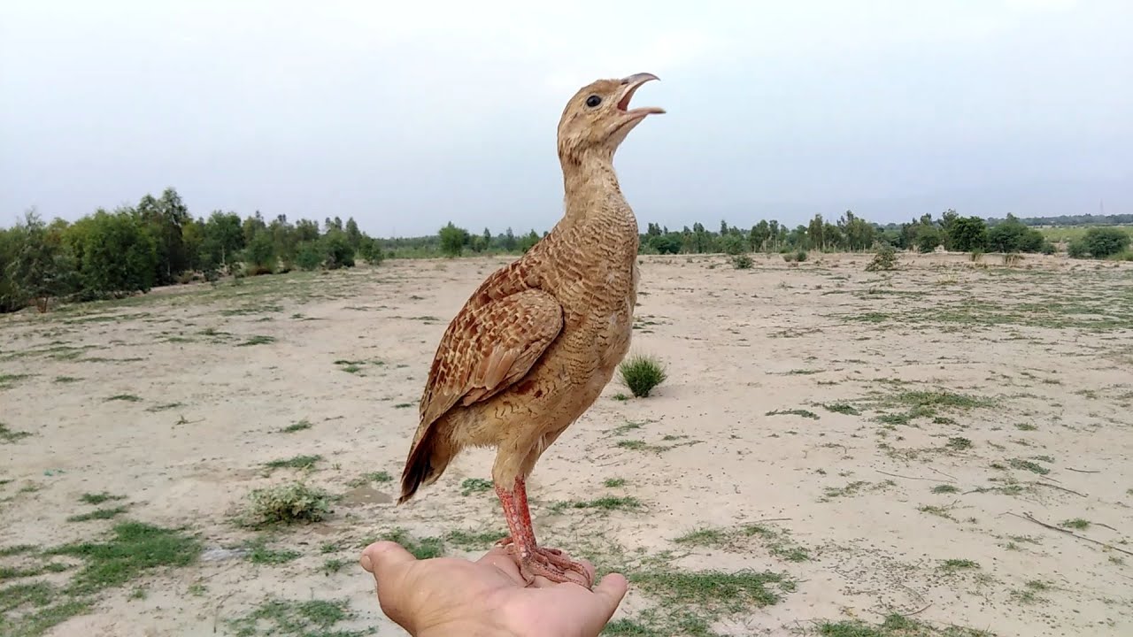 Tetar sound | titar awaz | tetar ki boli | irani teetar awaz - YouTube