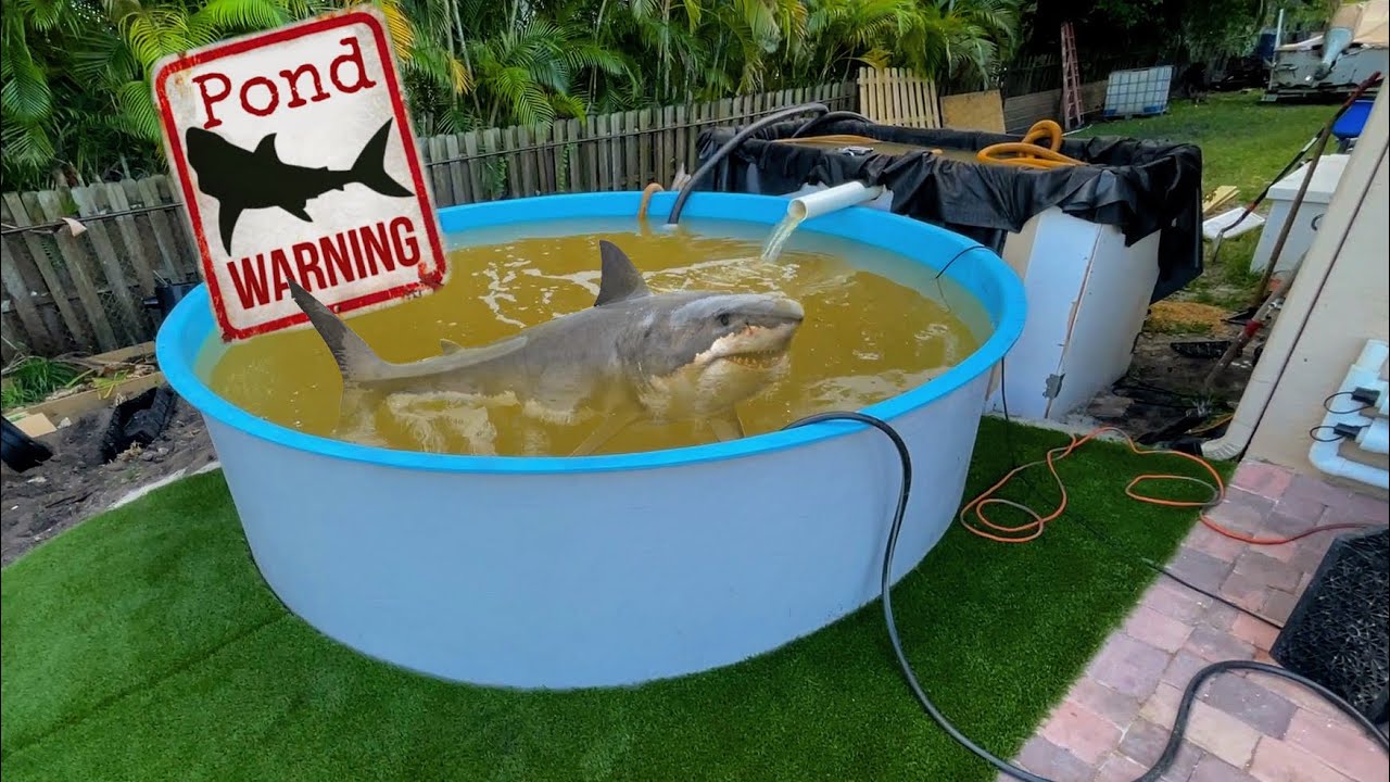 NEW Jaws Pond For Giant Predators Fish! **Beware** - YouTube
