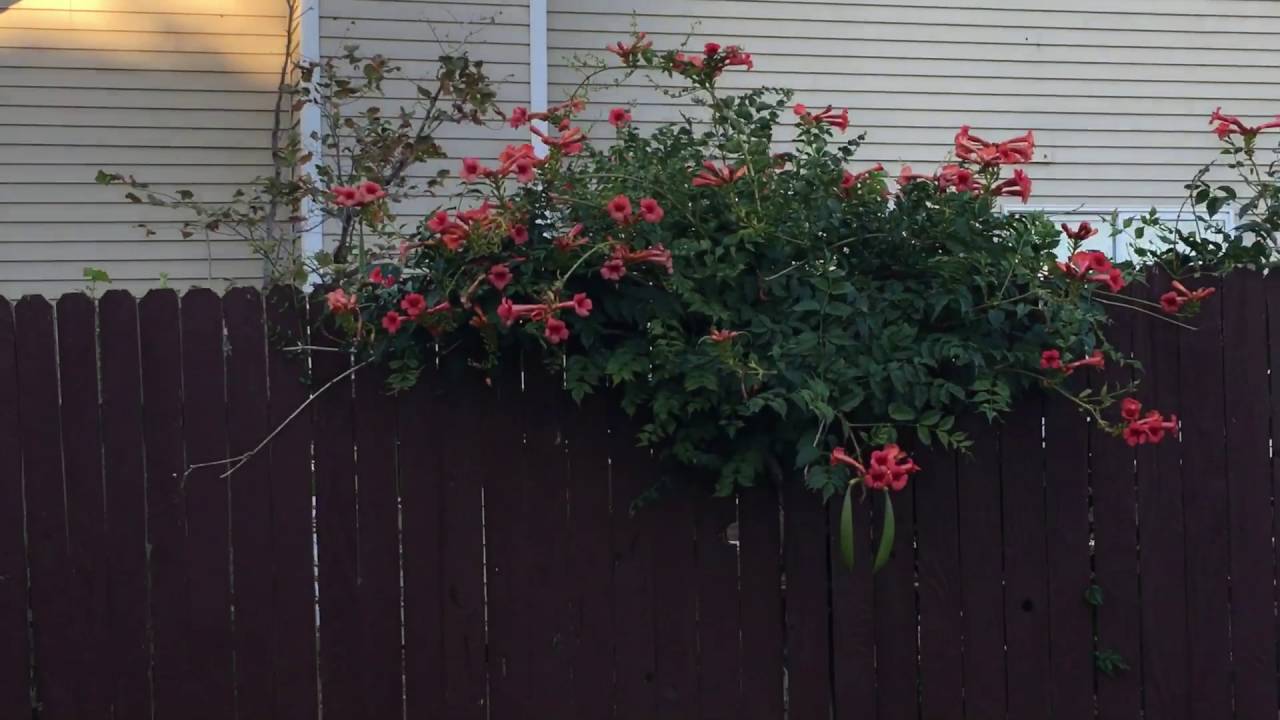 Humming bird On Vine - YouTube