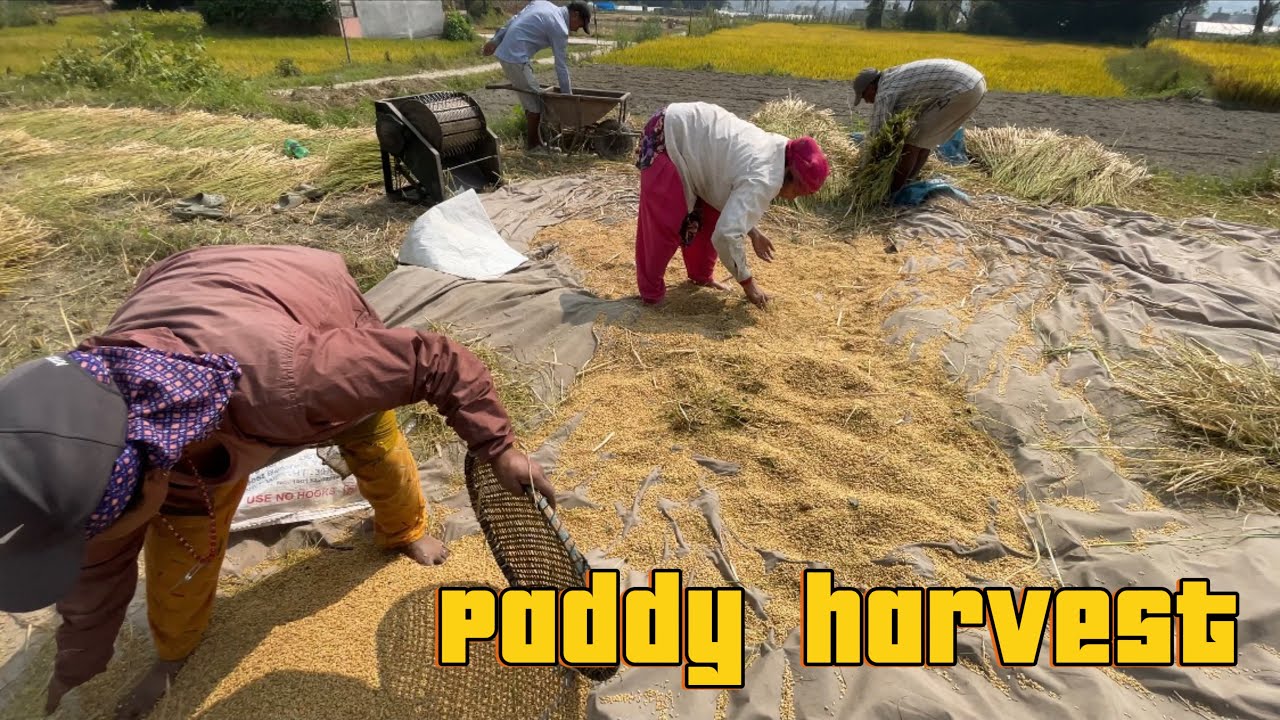 Paddy harvest started….Dhan kateko sano vlog - YouTube