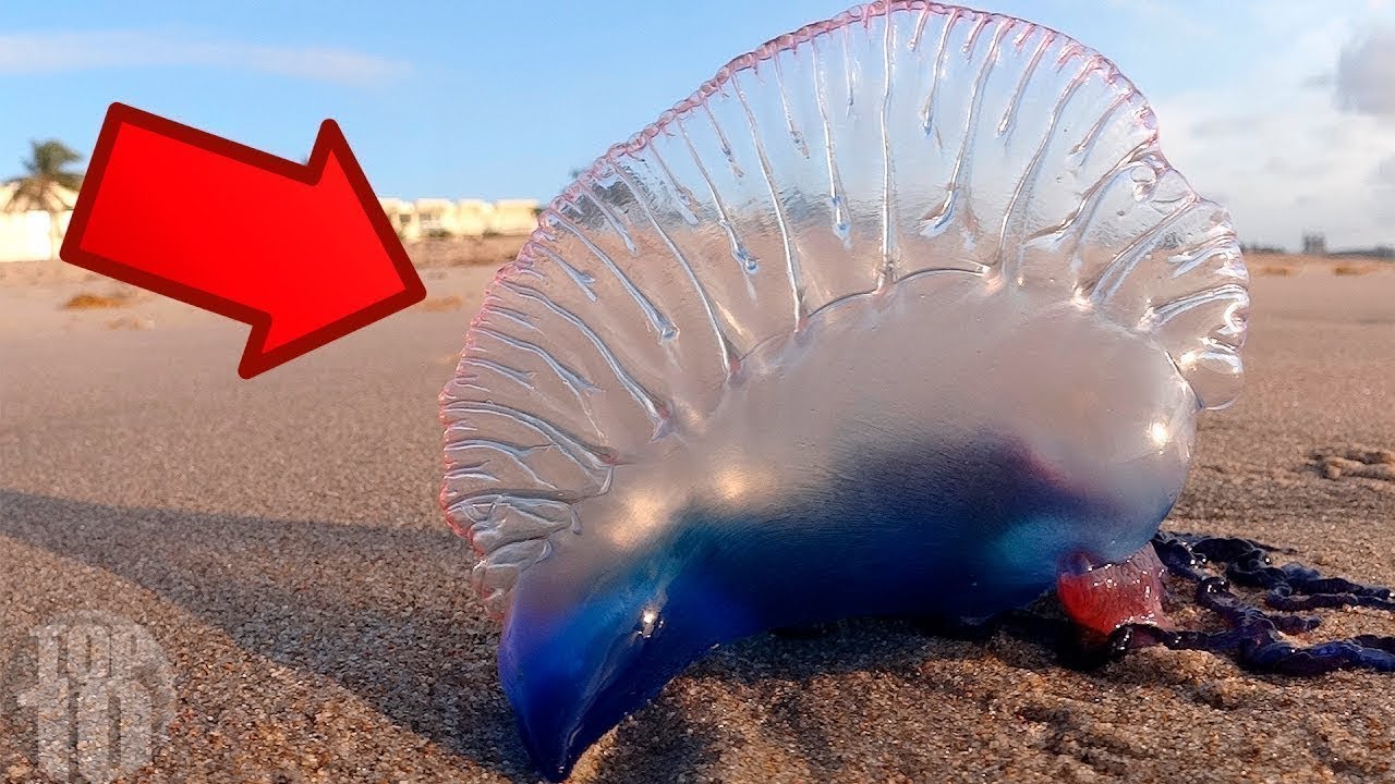 Animals You Shouldn't Mess With - YouTube
