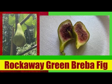 Rockaway Green Breba Fig - YouTube