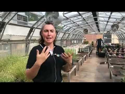 Ecophysiology in mine-site restoration: understanding plant function to improve restoration outcomes
