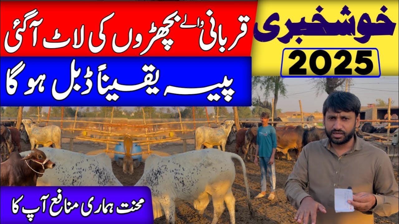 Bachra Farming Business Idea For Qurbani 2025 💥 | Top Class Heavy Bulls ...