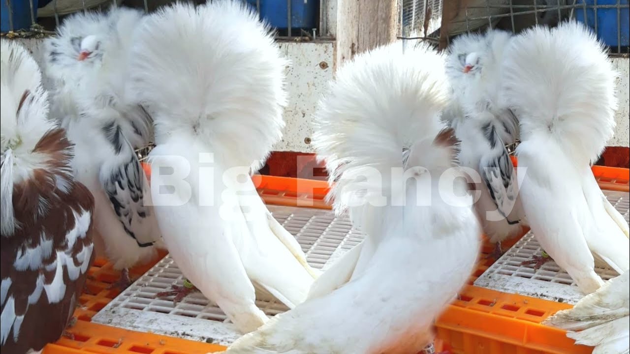 Jacobin pigeon | Fancy Pigeon breed - YouTube
