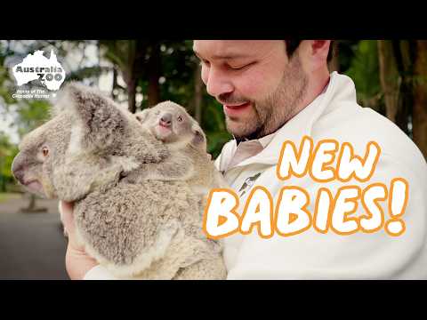New Koala Babies! | Australia Zoo