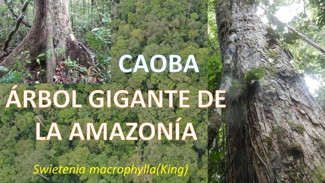 Árbol gigante del amazonas "Caoba" Swietenia macrophylla King - YouTube