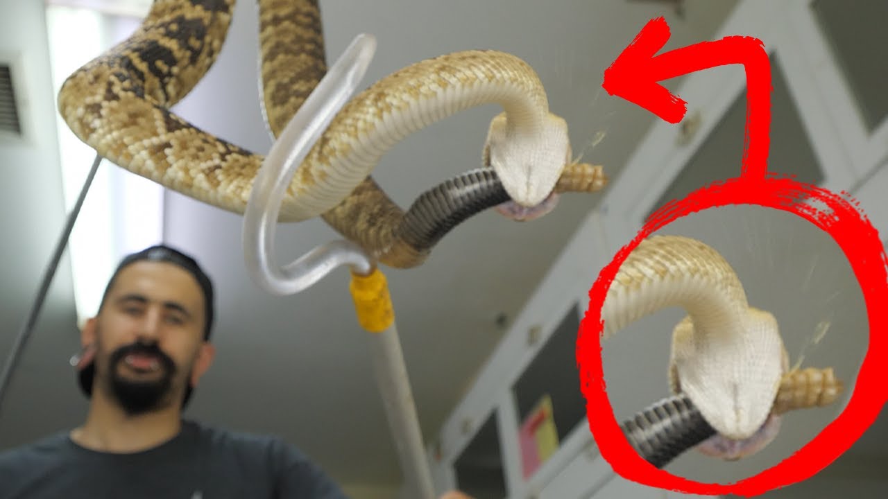 OH NO! CAN THIS VENOMOUS SNAKE SURVIVE ITS OWN SNAKE BITE? - YouTube