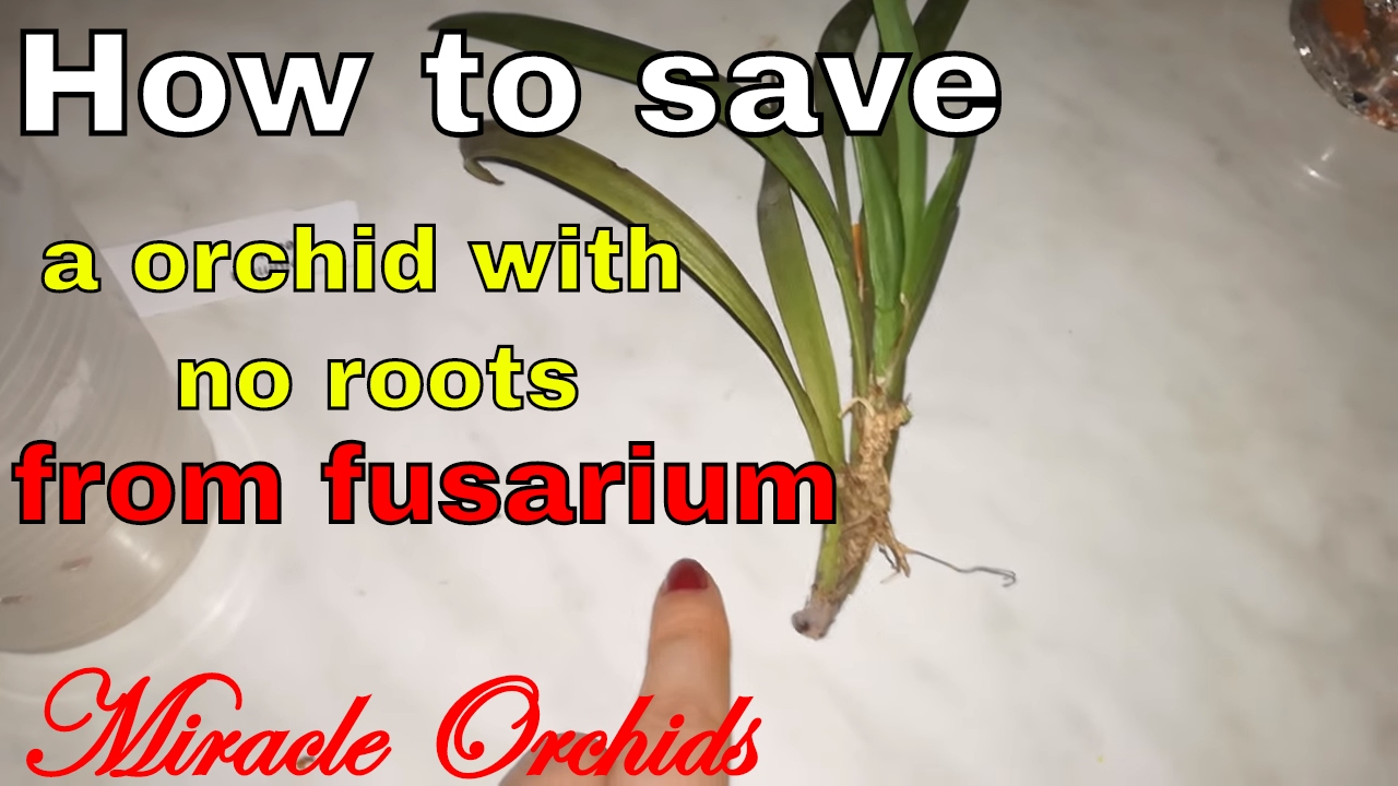 How to treat for fusarium orchids with no roots! - YouTube