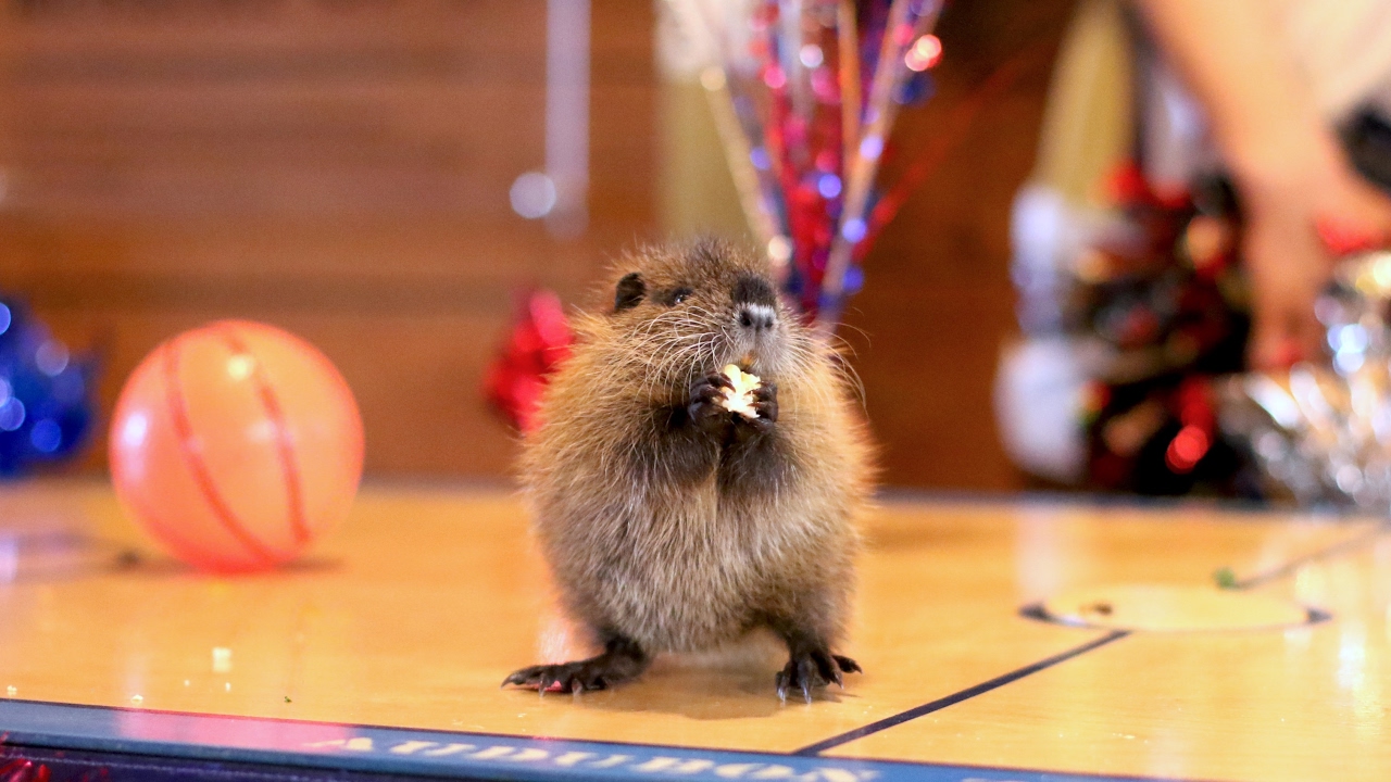 T-Boy the Nutria Predicts a Great Mardi Gras and NBA-All Star Game ...