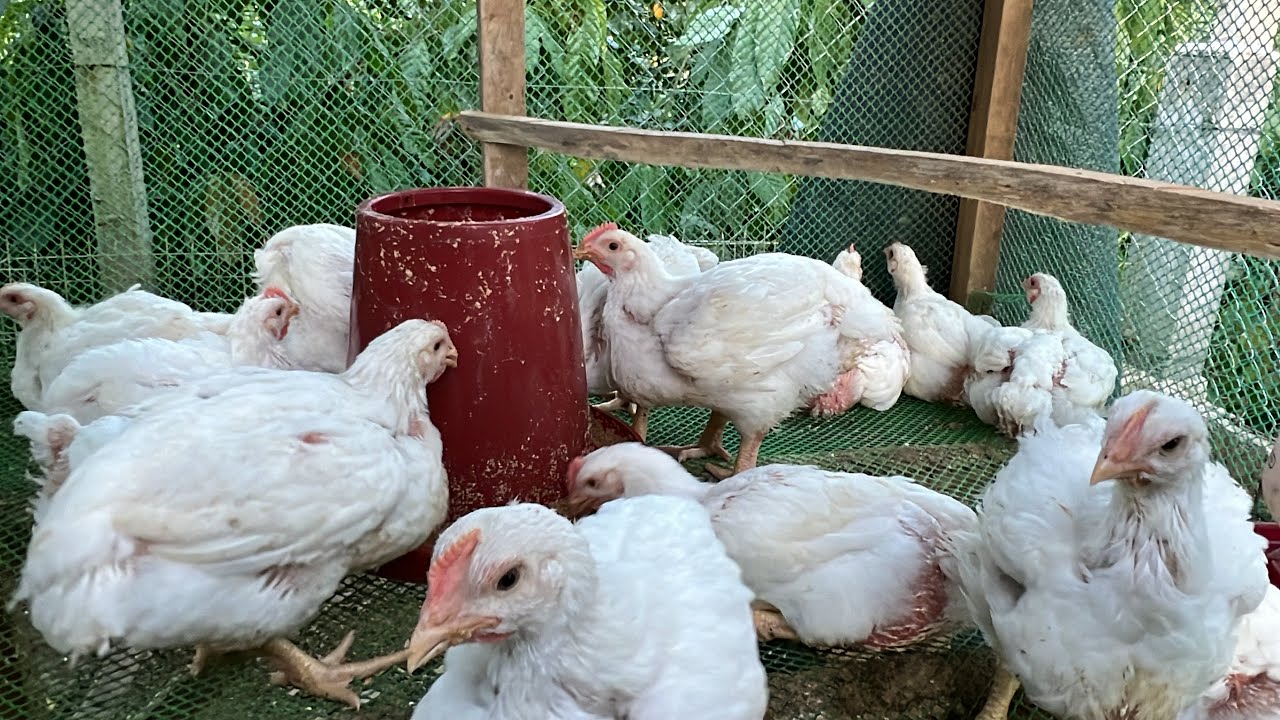 UPDATE ‼️OUR FOUR WEEK-OLD CULL CHICKENS ARE GROWING WELL 🙏 - YouTube
