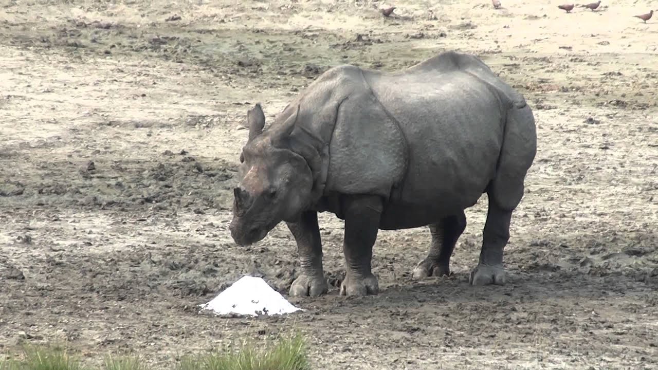 Hollong Tourist Lodge - YouTube