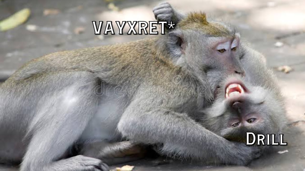 Vayxret fearhaxxing a random making him leave the vc several times ...