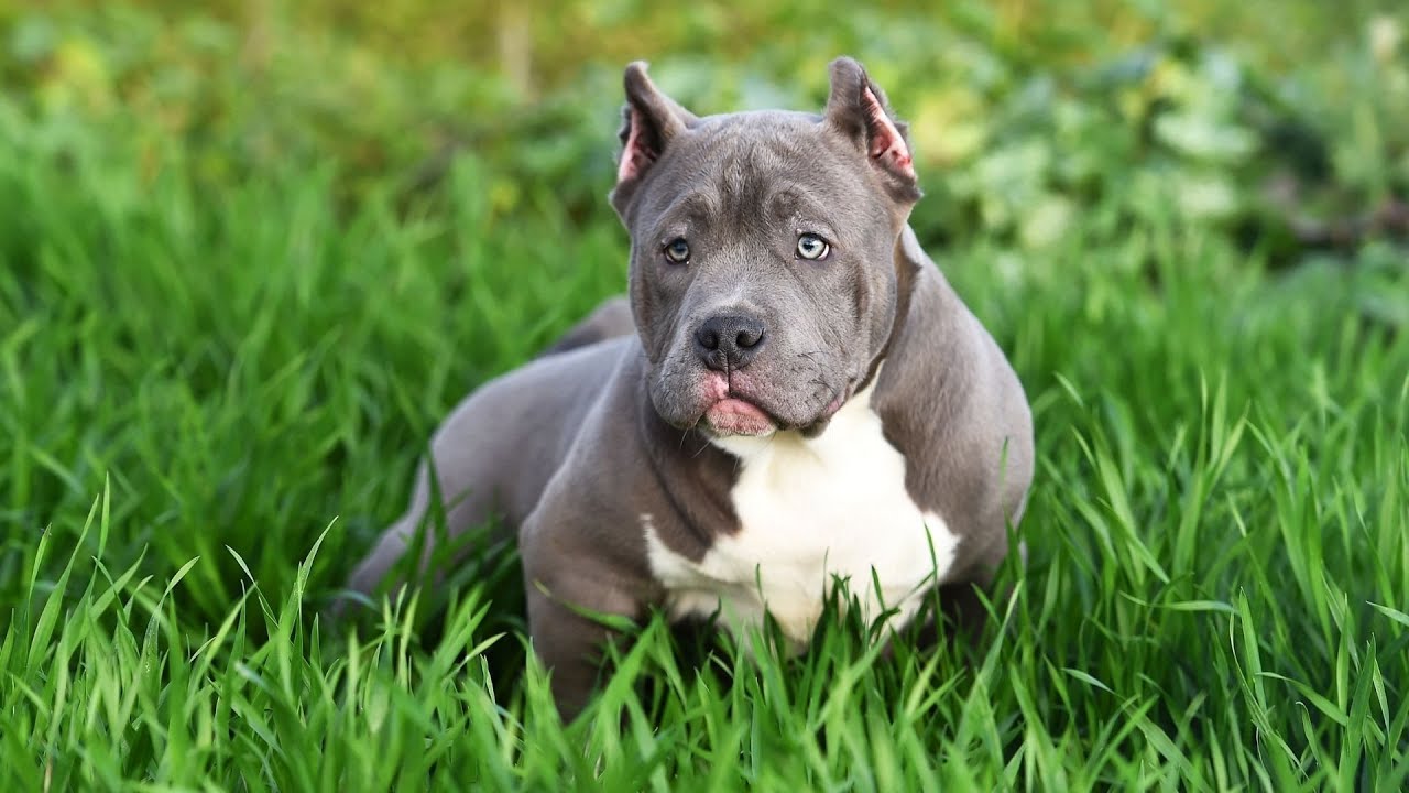 What is the average lifespan of a Pit Bull? - YouTube