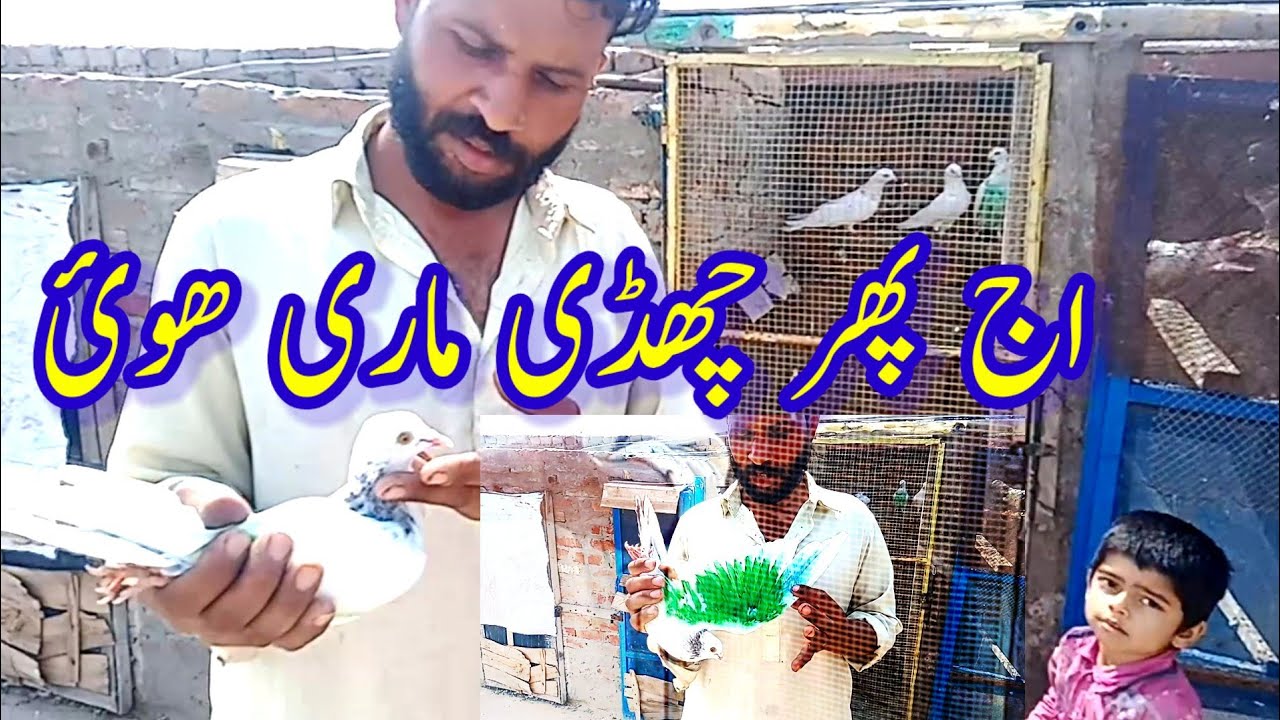 Ah pir chidi mari hoi ha.#sapigeon336 - YouTube