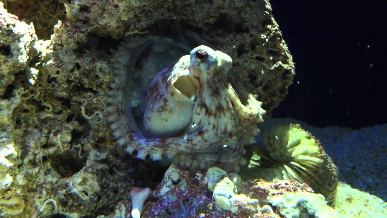 Octopus vulgaris egg hatching - YouTube