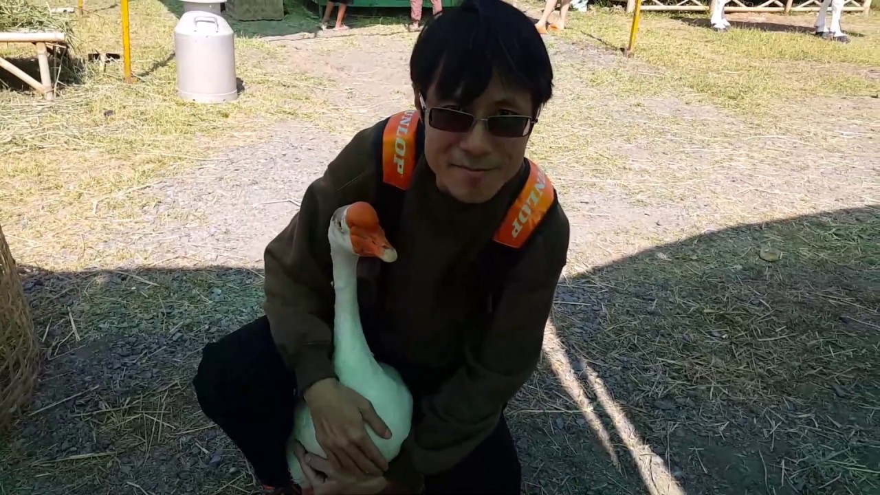 น้องข้าวโพดห่านขี้อ้อนรักมนุษย์ Minizoo พิพิธภัณฑ์การเกษตรฯ นวนคร ...