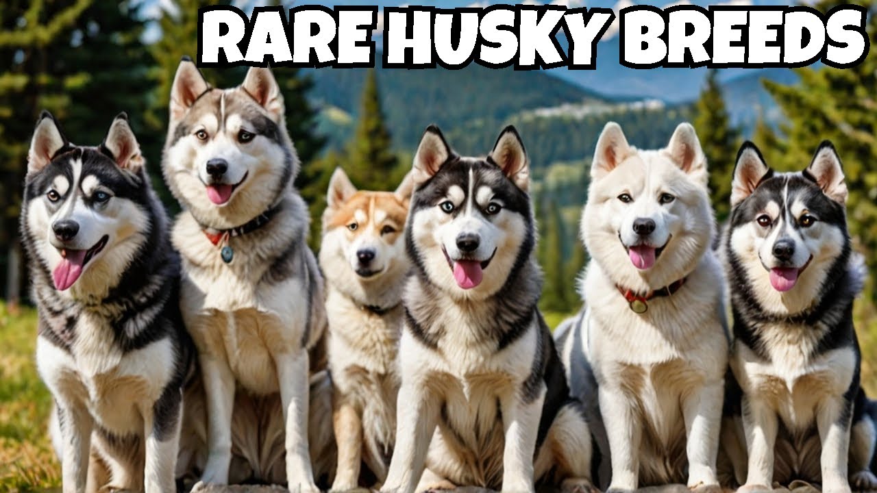 23 Amazing Husky Breeds You Never Knew About! - YouTube