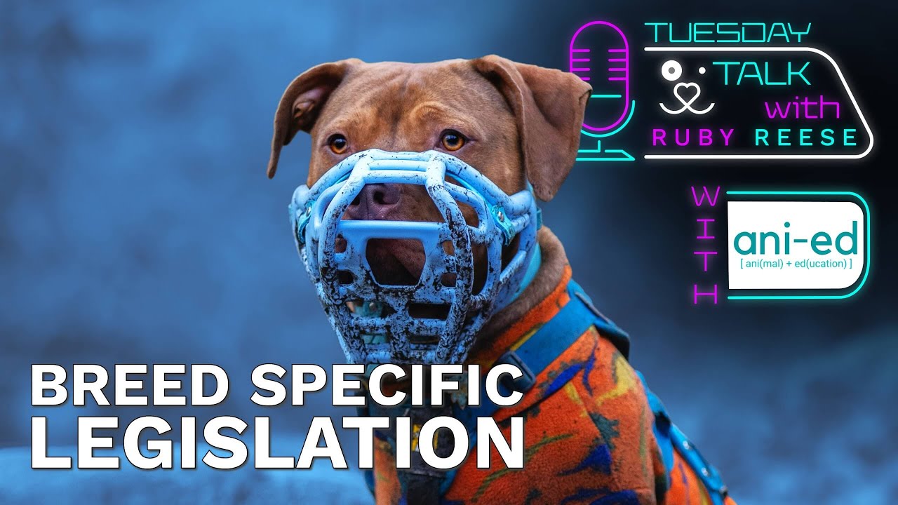 Breed Specific Legislation - YouTube