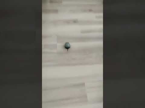 oyuncak fare ile oyun oynayan komik kediler 🐾 #komikkediler #komikvideo #kedi #pati #ruzgarilepasa