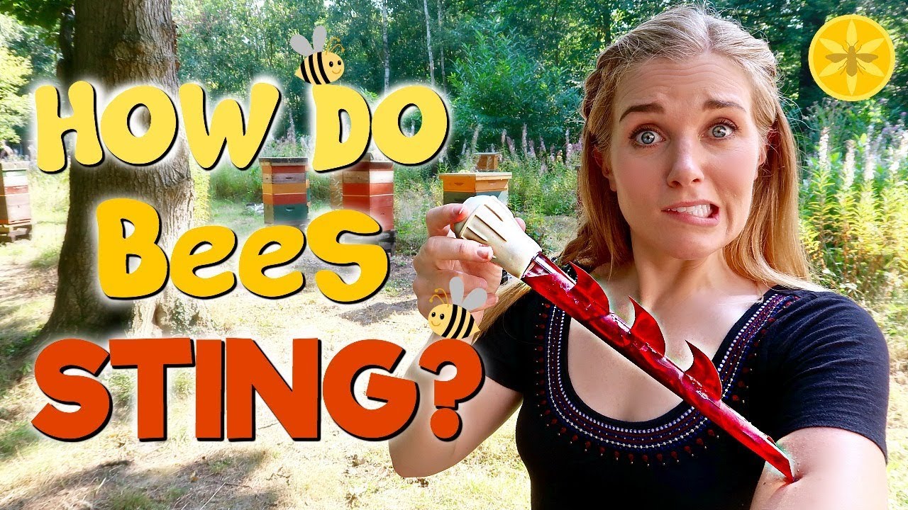 How Do Bees Sting? | Maddie Moate - YouTube