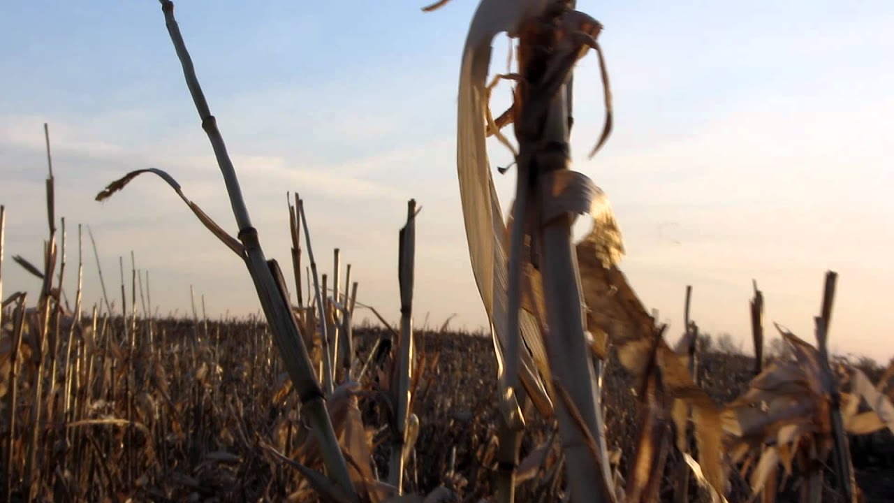 Duck Goose Hunting ND Corn Field - YouTube