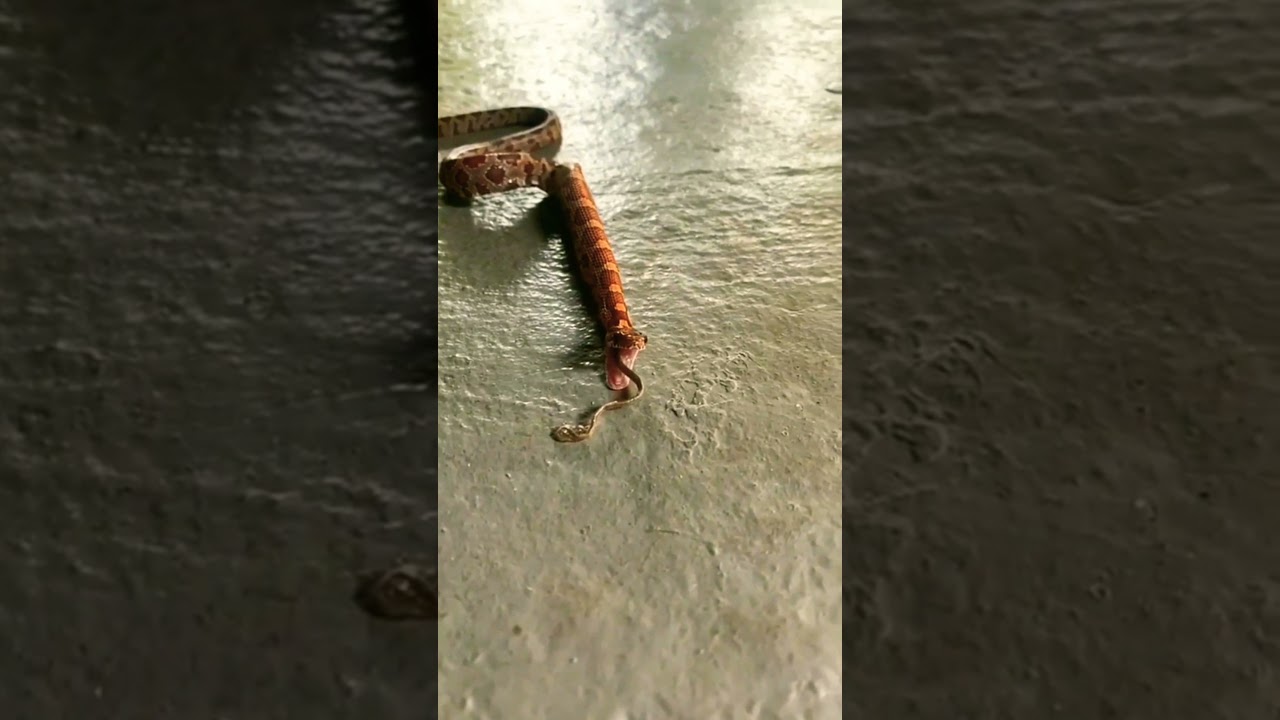 smake vomit another snake - YouTube