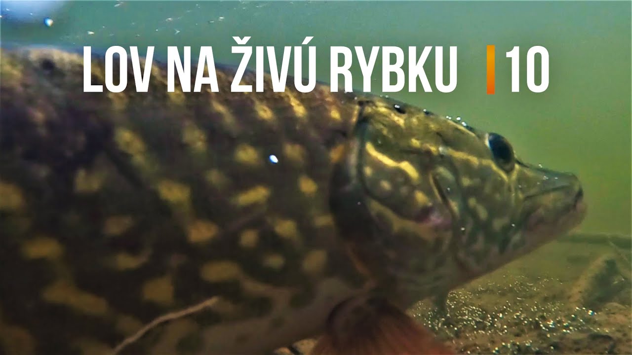 Lov Zubáča Candáta 🤗 Šťuky Štiky na Živú Rybku 10 🐬 Sezóna 2022 ...