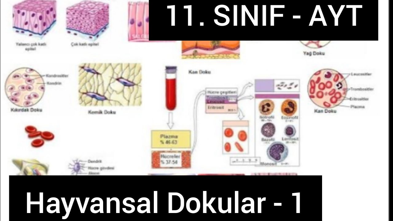 Hayvansal Dokular-1 /Epitel doku(AYT Biyoloji - 11.Sınıf Biyoloji ...