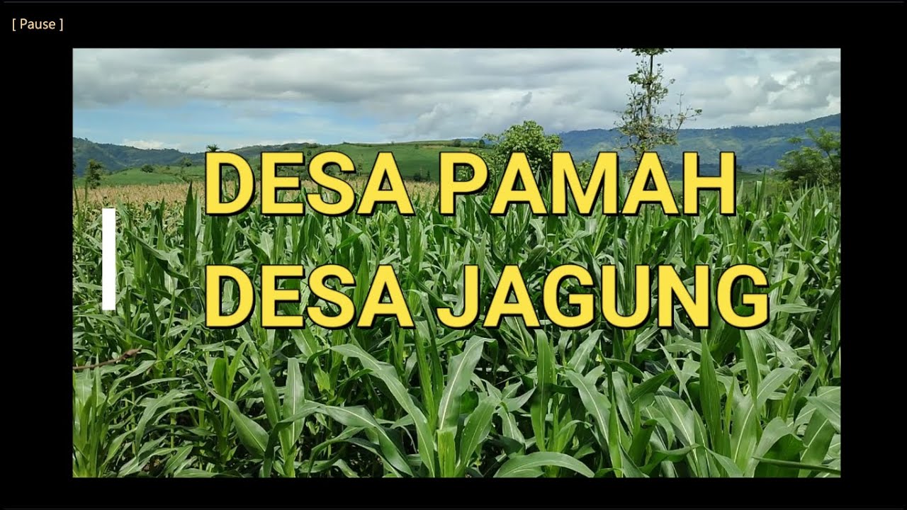 Desa Pamah, Desa Jagung - YouTube