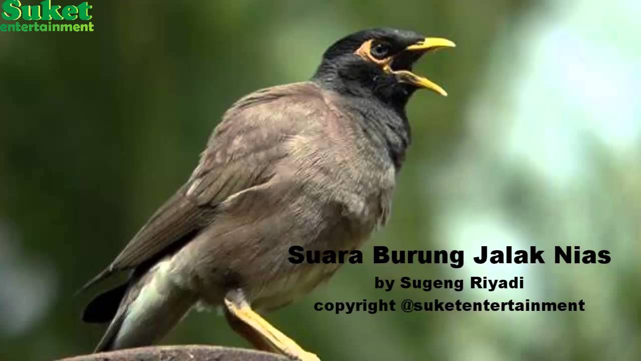 Suara Burung Jalak Nias - YouTube