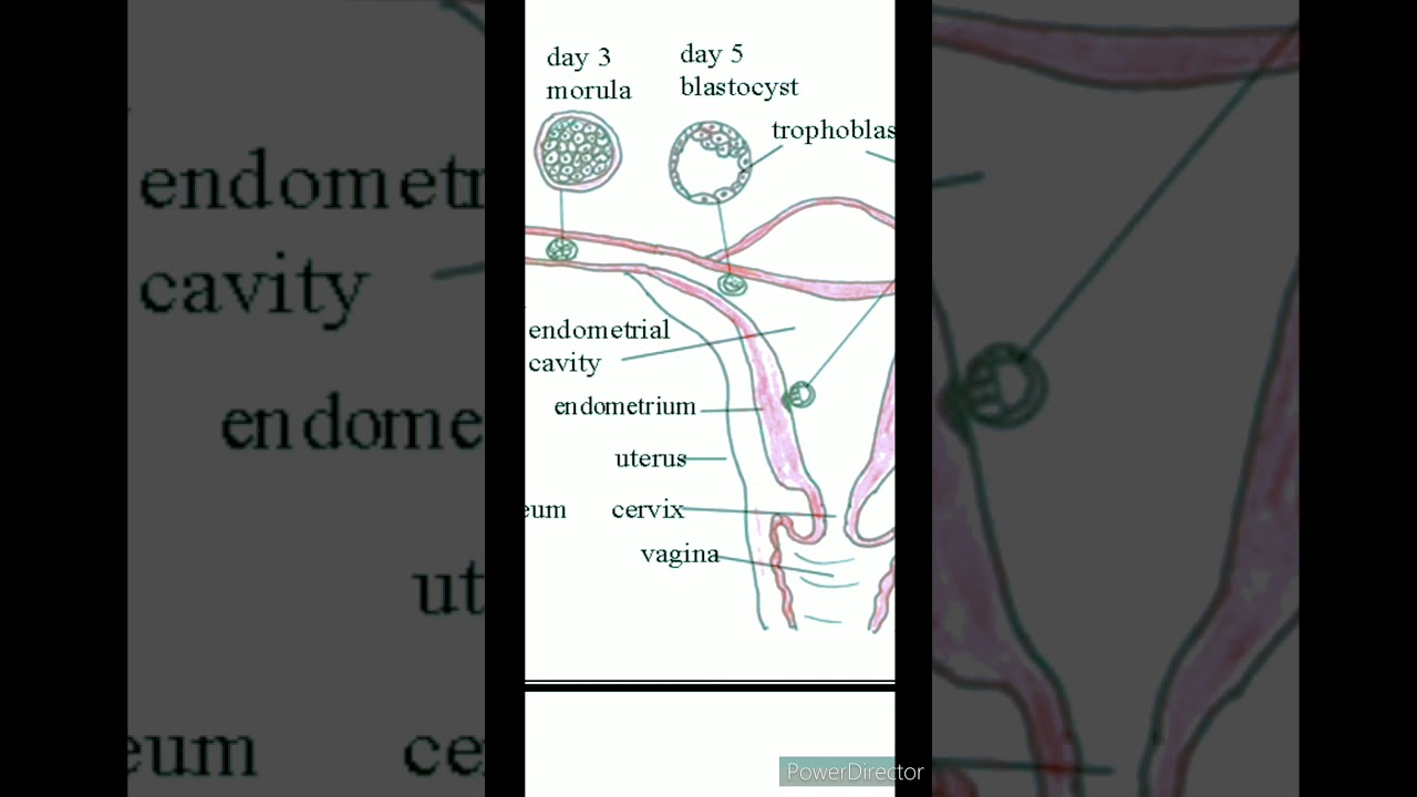 Reproduction In Humans