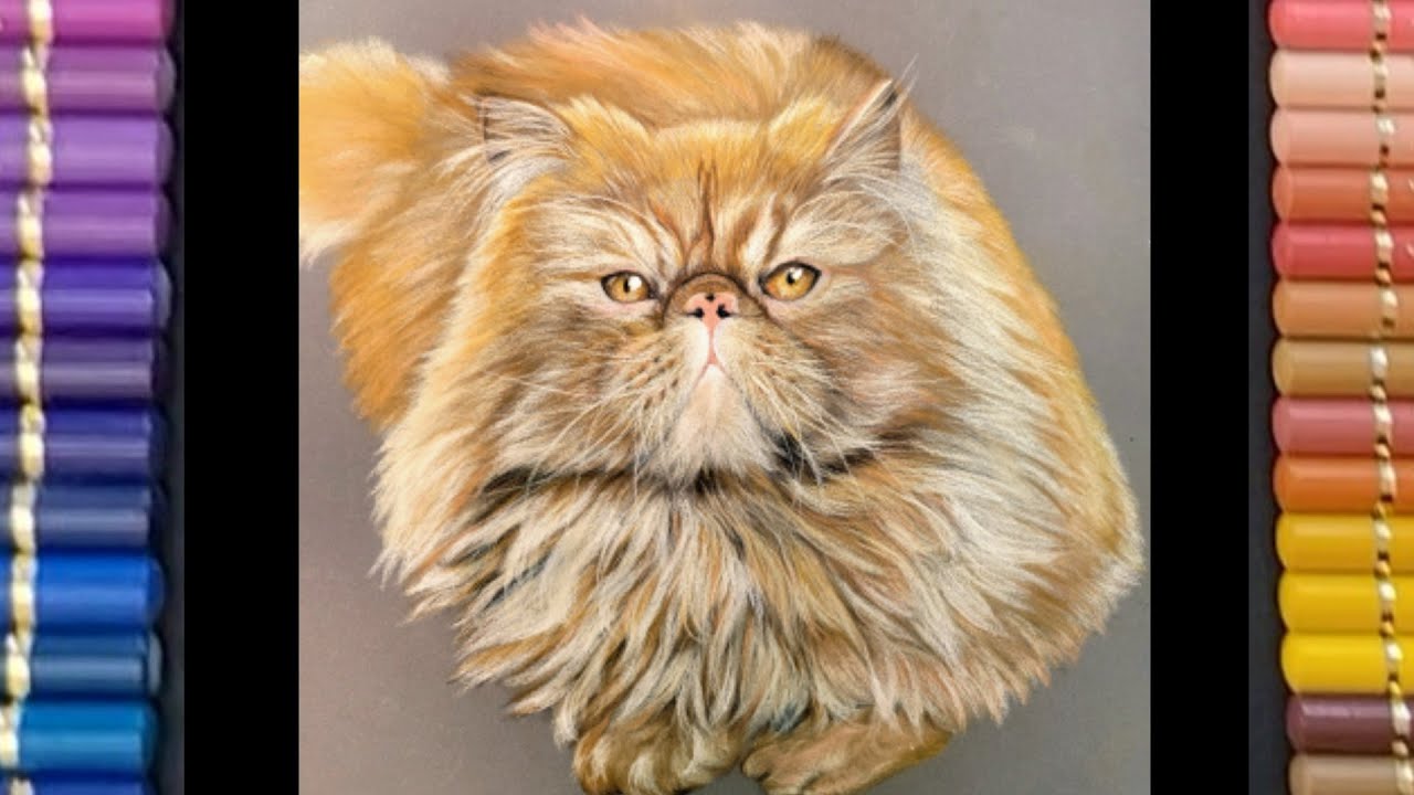 How Easy To Draw Persian Cat | Time-lapse Video | Painted With Pastel ...