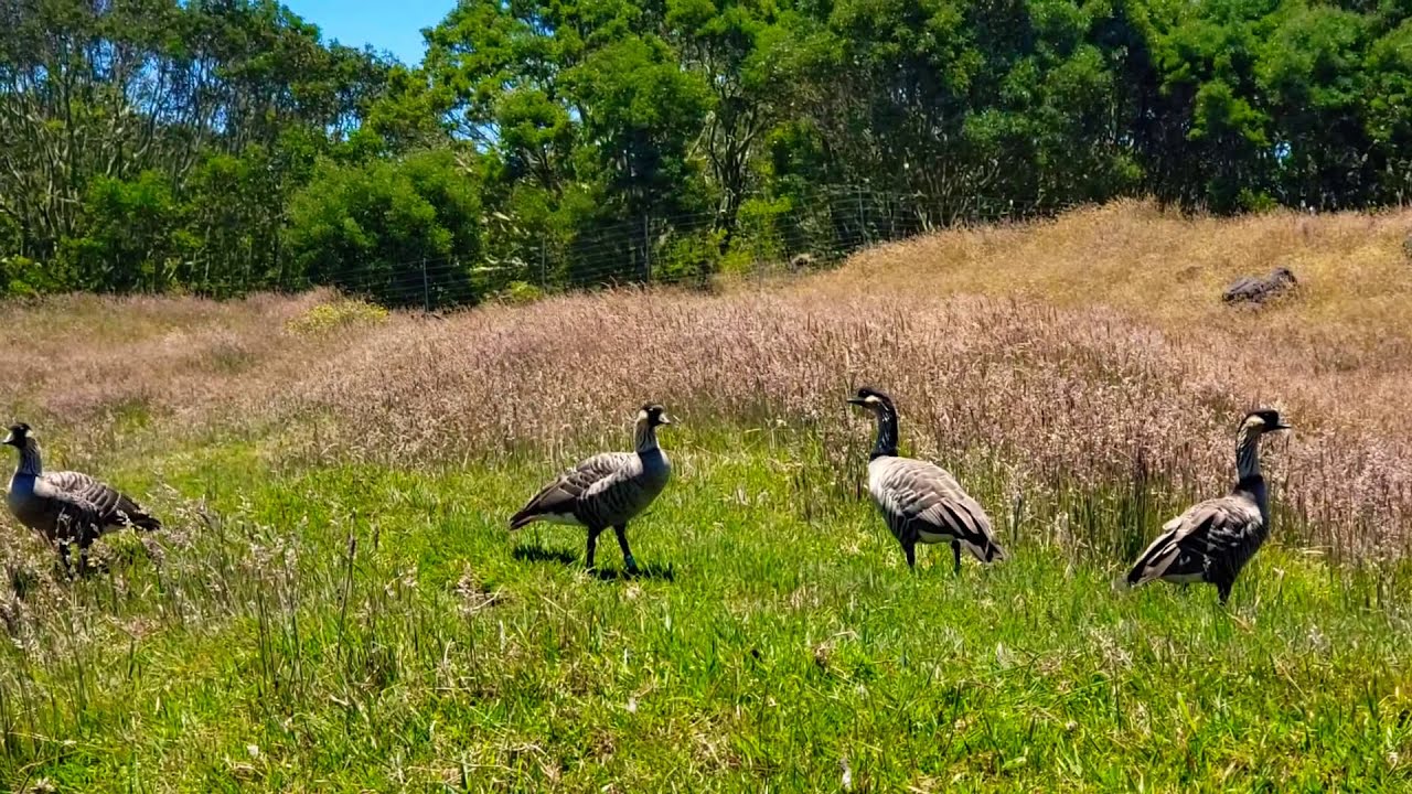 Sounds of the Hawaiian state bird: Nene goose - YouTube