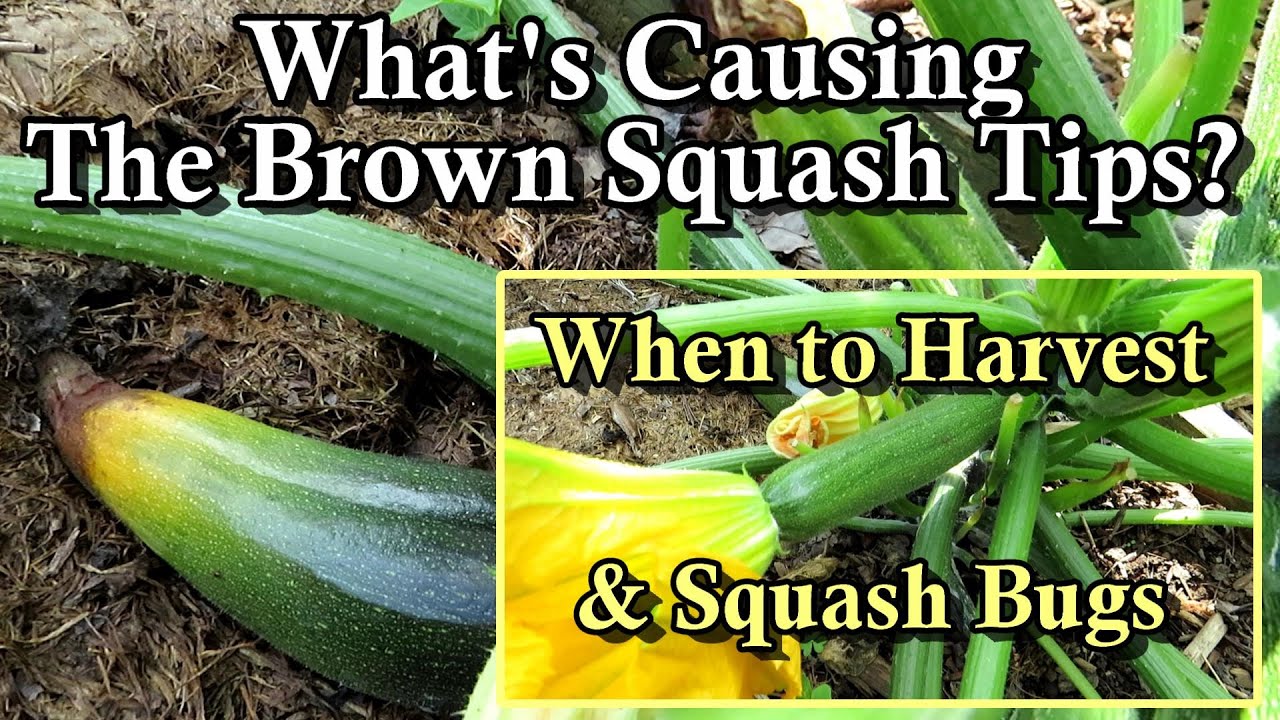 Growing Summer Squash & Zucchini: When to Harvest, Brown Tips Cause, Managing Squash Bugs - YouTube