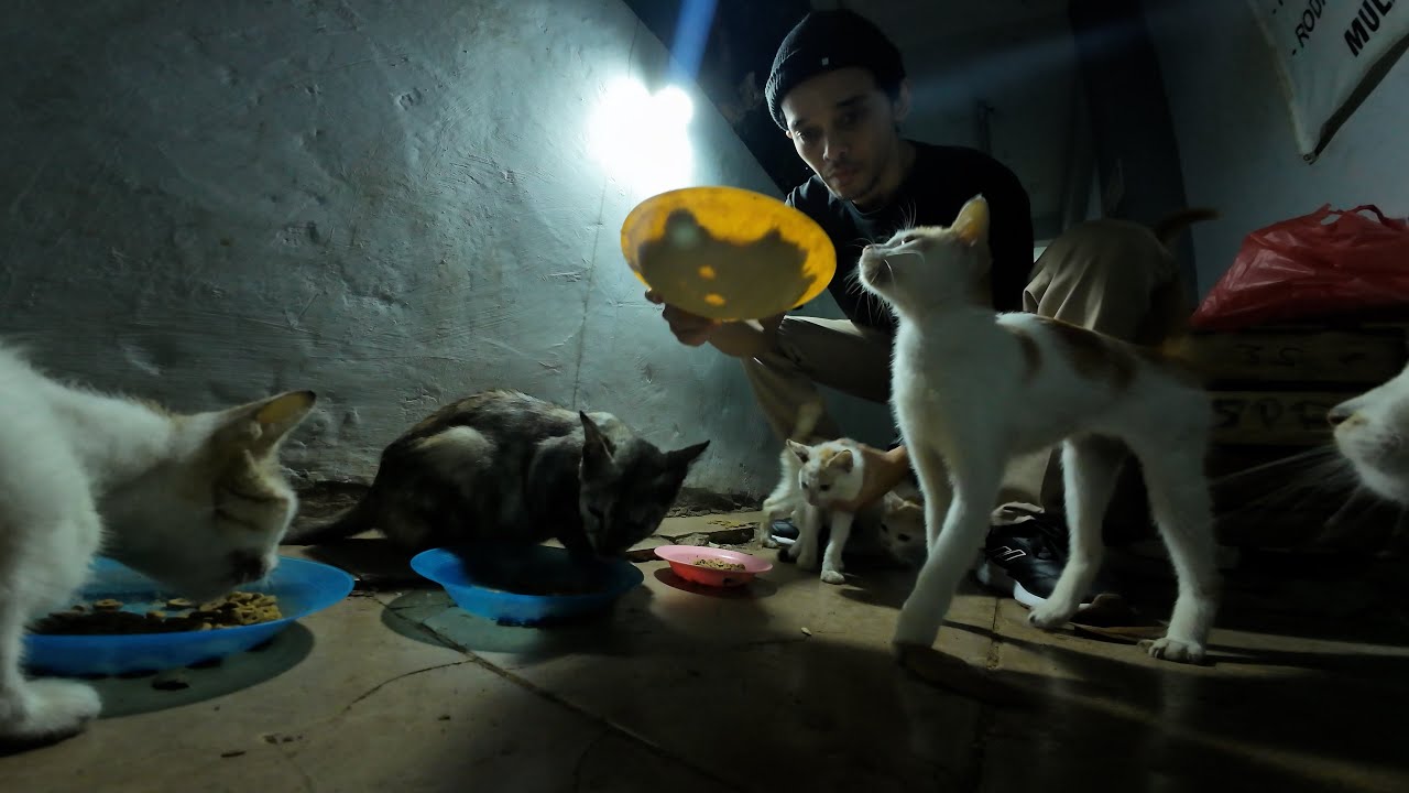 Happy stray cats feeding 97 - YouTube