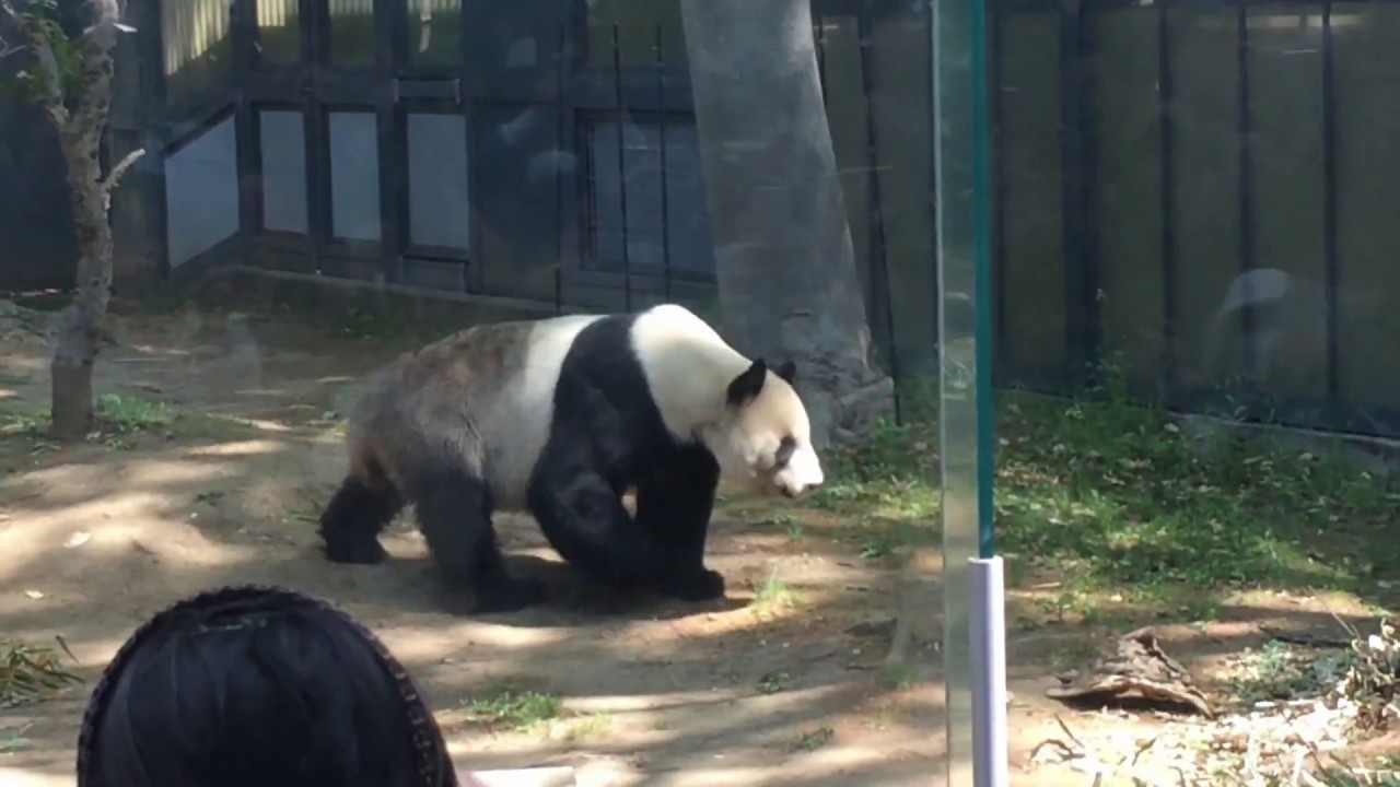 Panda Bear at Ueno Zoo in Tokyo, Japan - YouTube
