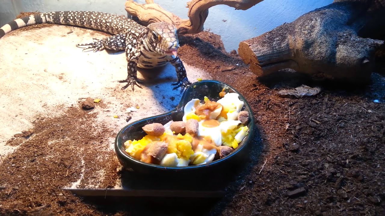 Winston the tegu eating - YouTube