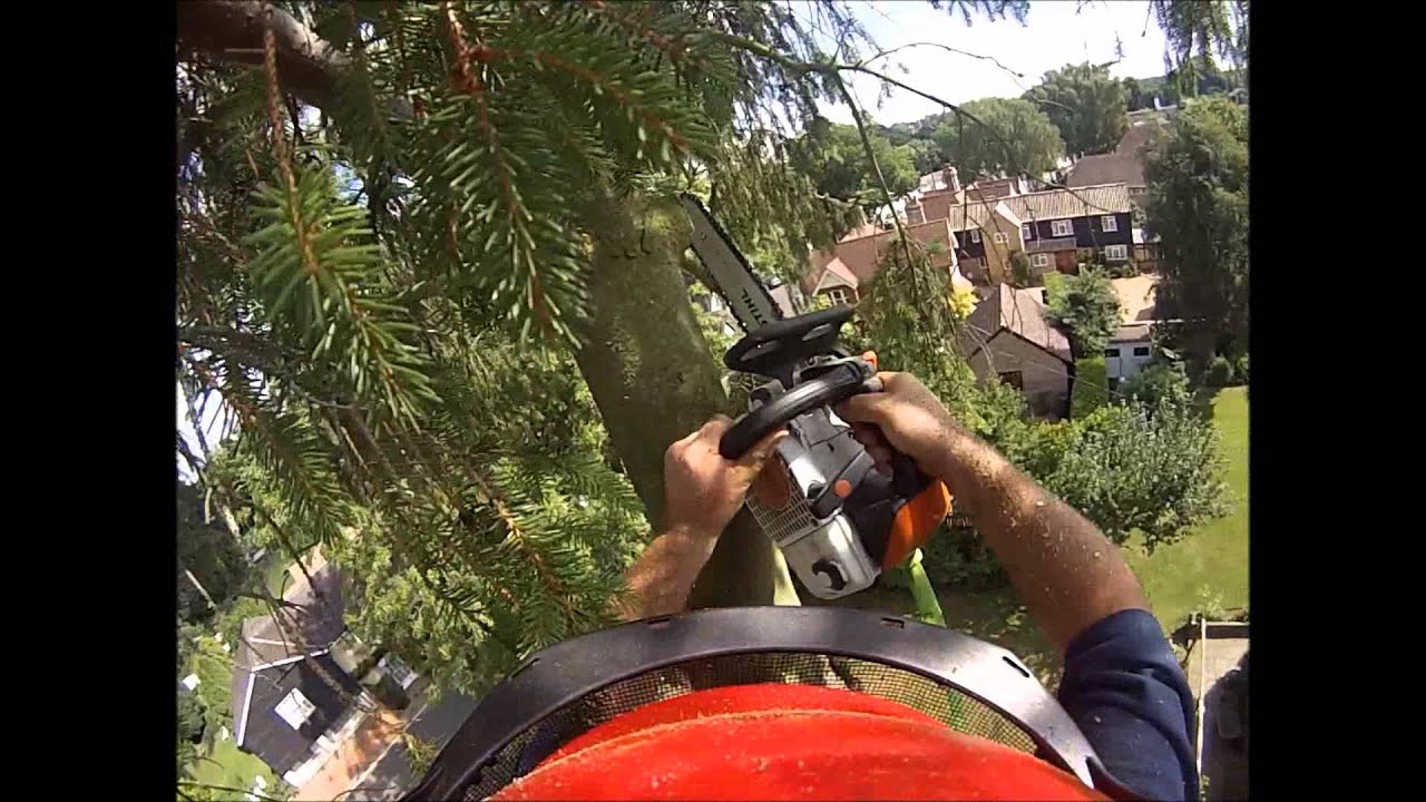 mjc tree care spruce part 1 - YouTube