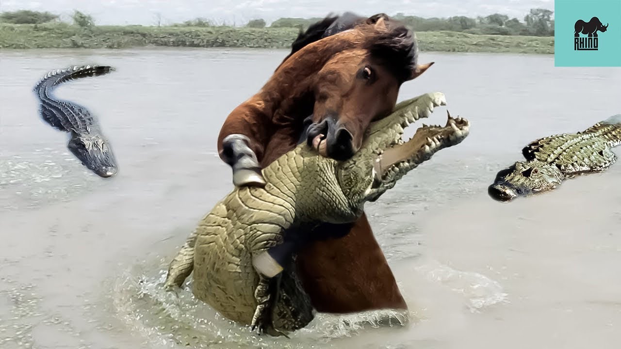 Predators Can Attack And Kill Wild Horses | Let's See Who They Are ...